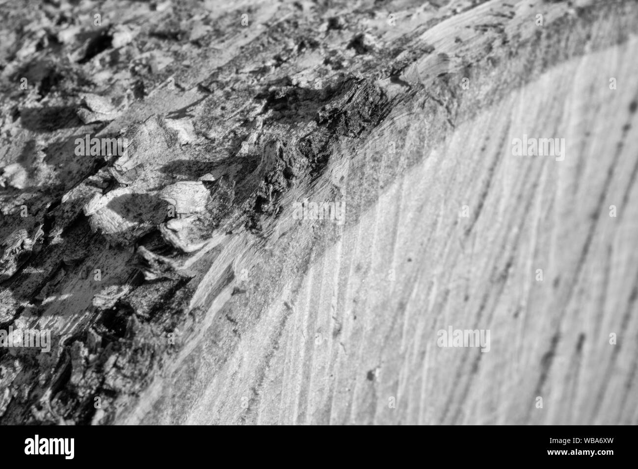 Birch wood, cut Black and White Stock Photos & Images - Alamy