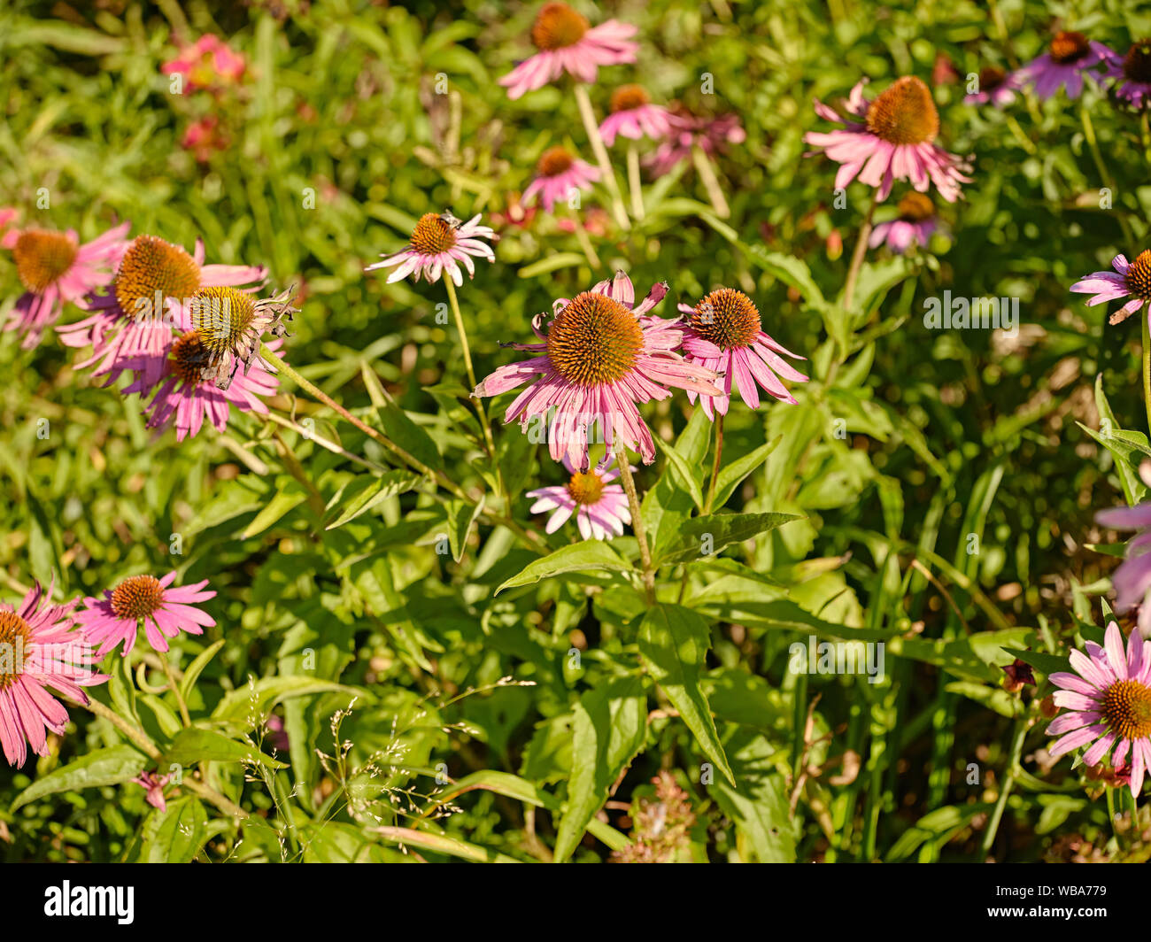 Ornamental greenery toronto hi-res stock photography and images - Alamy
