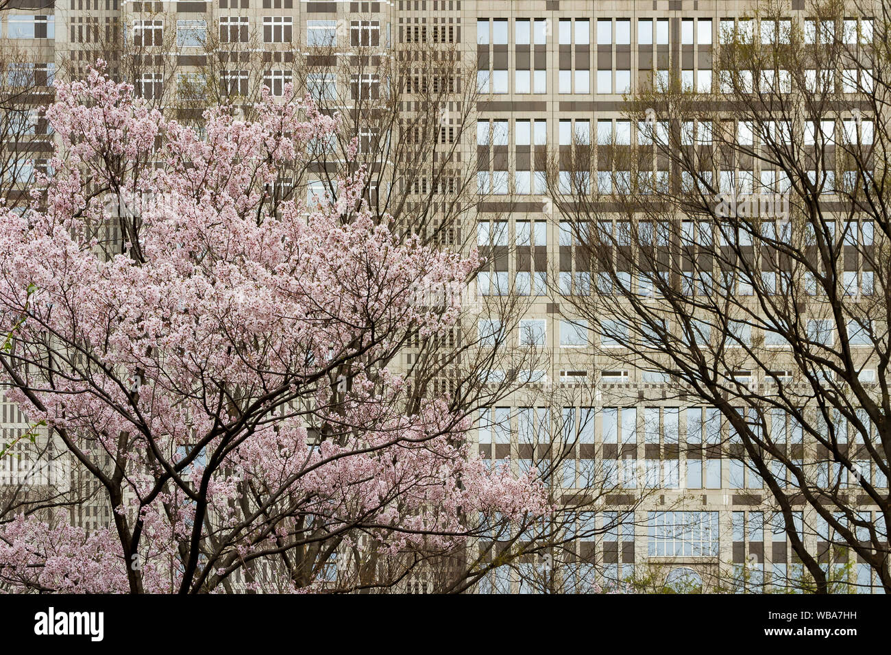 Sakura, cherry blossom, in front of the Tokyo Metropolitan Government ...