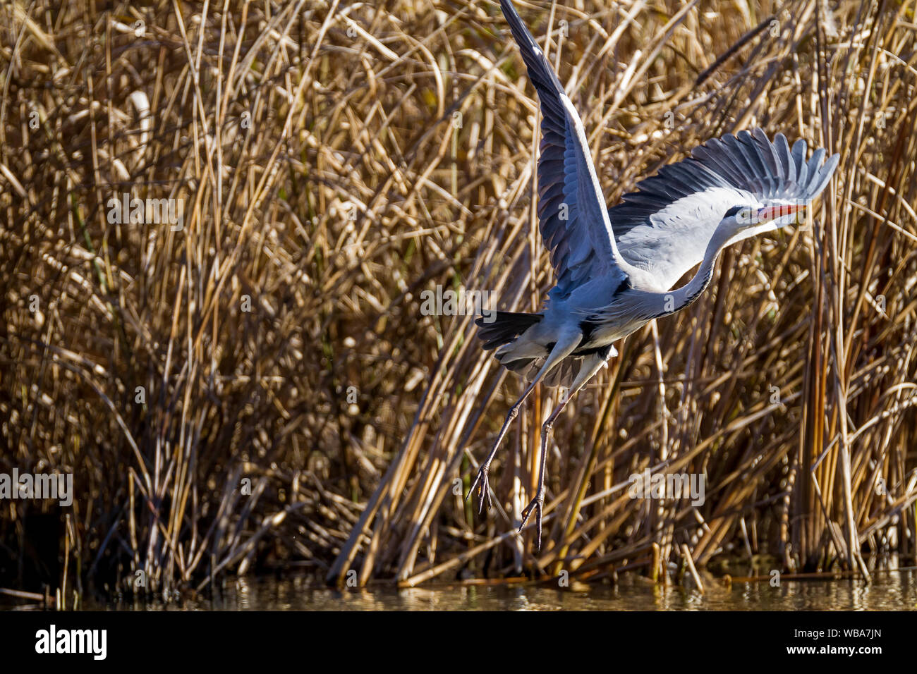 Asian Water Birds High Resolution Stock Photography and Images - Alamy