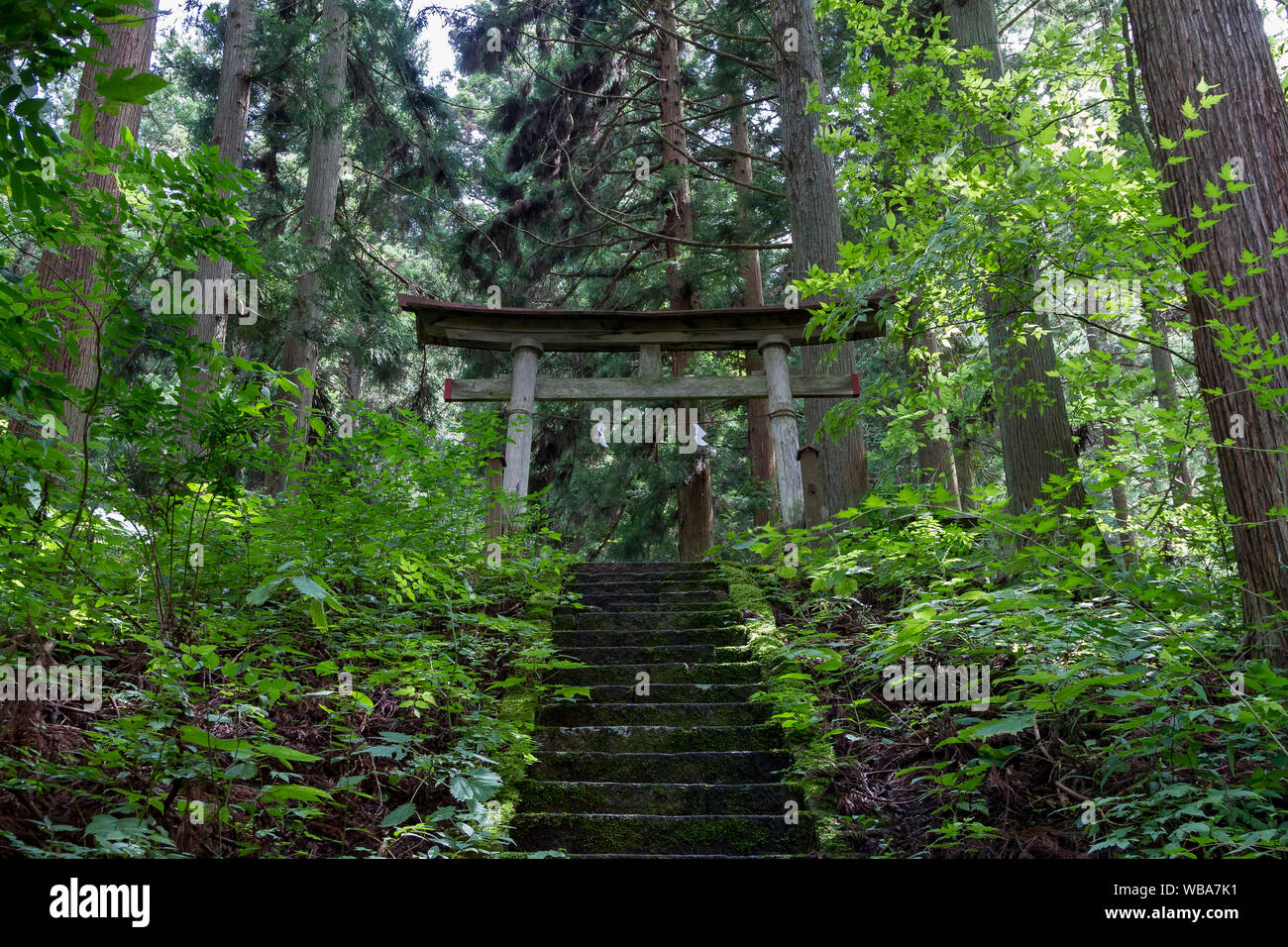 A wooden torii gate in a cedar pine forest in Ueda, Nagano, Japan Stock ...