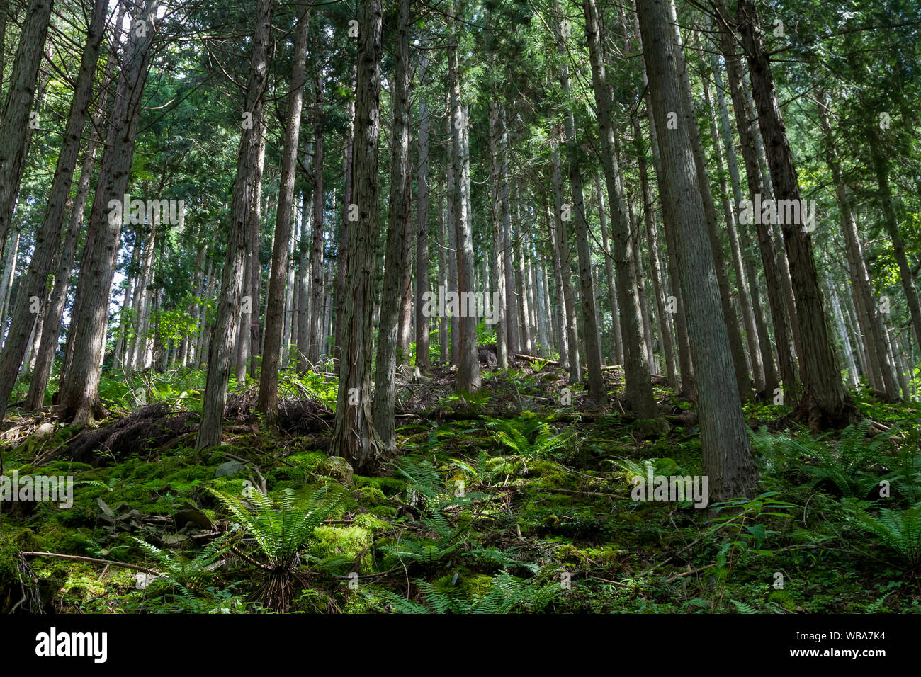 Japan Cedar Woods High Resolution Stock Photography and Images - Alamy