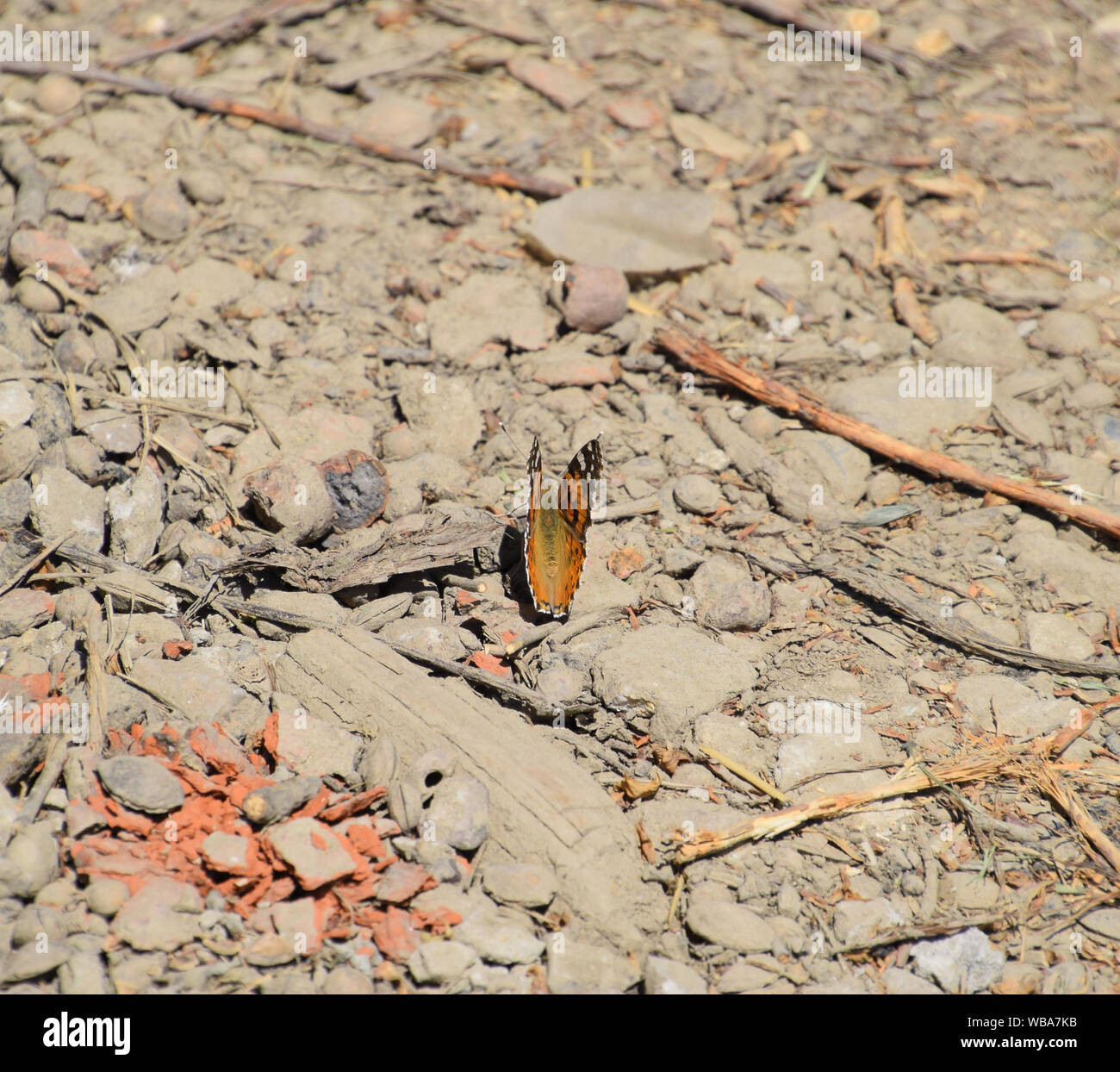 Painted butterfly on ground hi-res stock photography and images - Alamy