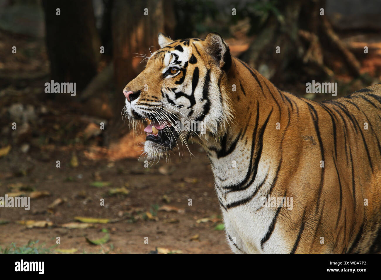 Sumatran Tiger Head High Resolution Stock Photography and Images - Alamy