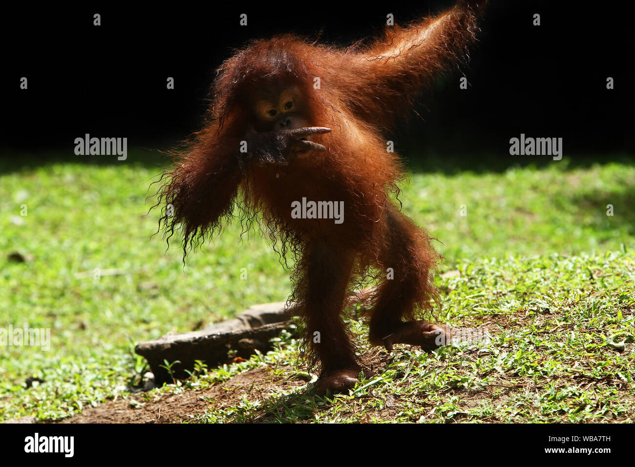 Monkey help person hi-res stock photography and images - Alamy