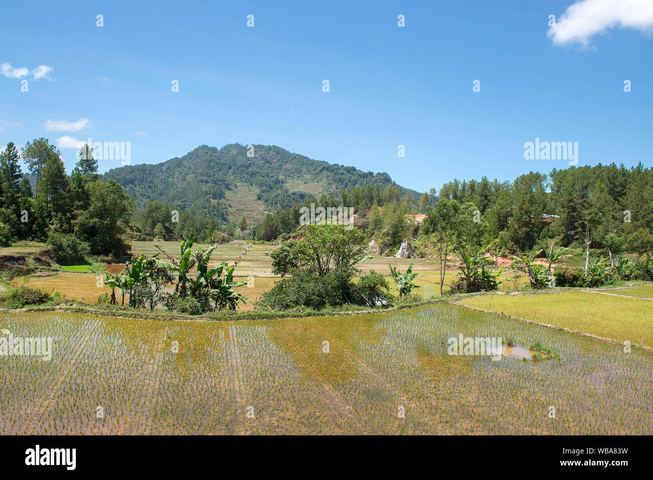 Green and brown rice terrace fields in Tana Toraja, South Sulawesi ...