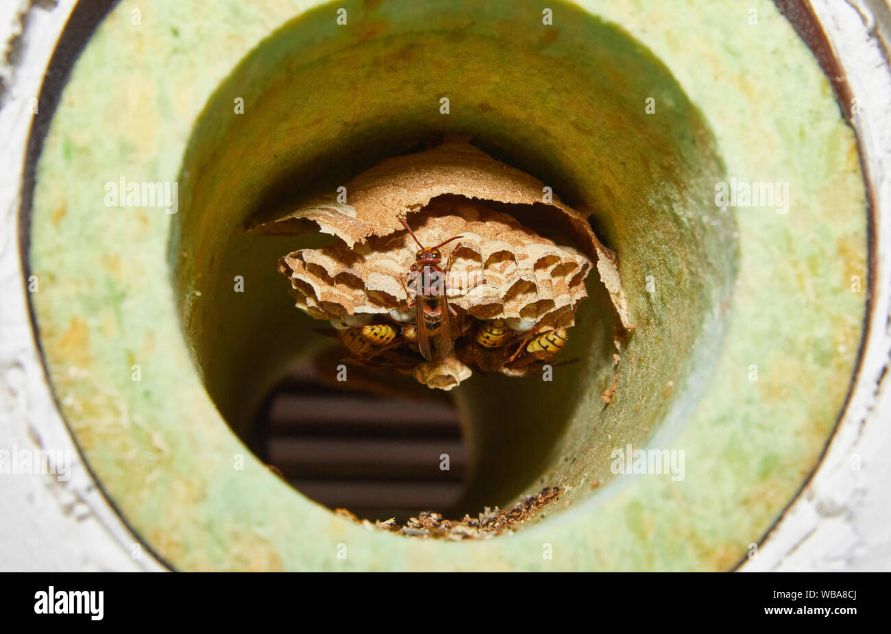 Nest in the pipe hi-res stock photography and images - Alamy