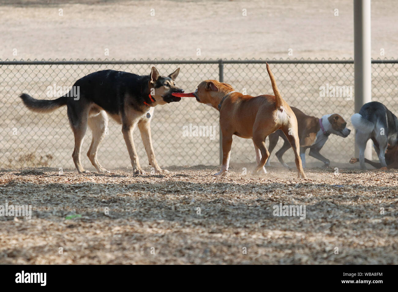Local dogs hi-res stock photography and images - Alamy