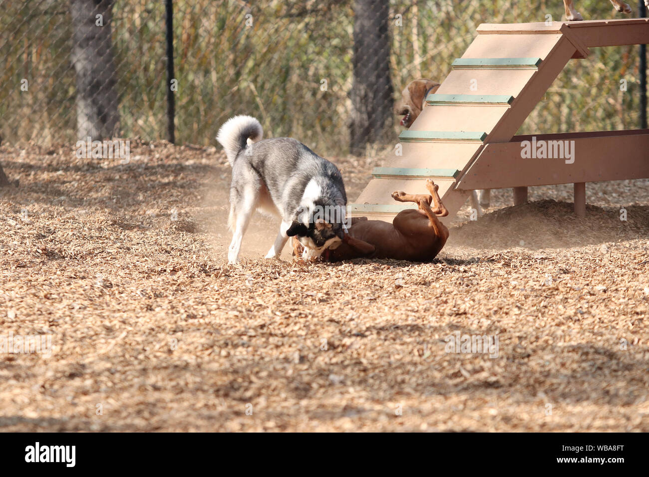Dogs at a local dog park Stock Photo - Alamy
