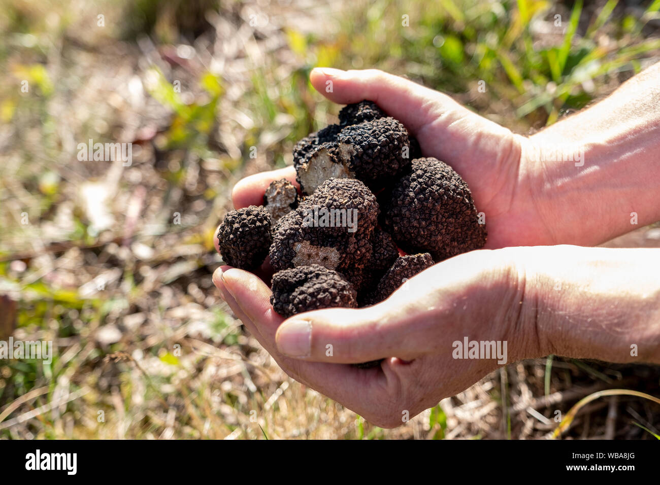 Alfeld, Germany. 20th Aug, 2019. Truffle farmer Fabian Sievers holds ...