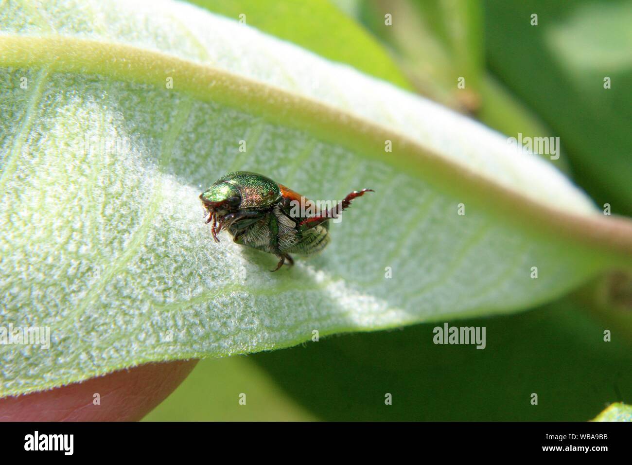 Japanese green beetle hi-res stock photography and images - Alamy