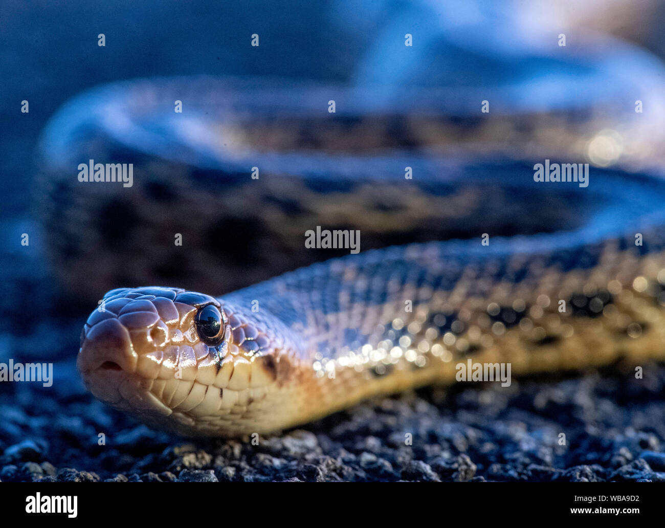 Elkton, OREGON, USA. 25th Aug, 2019. As dusk falls, a large bullsnake ...