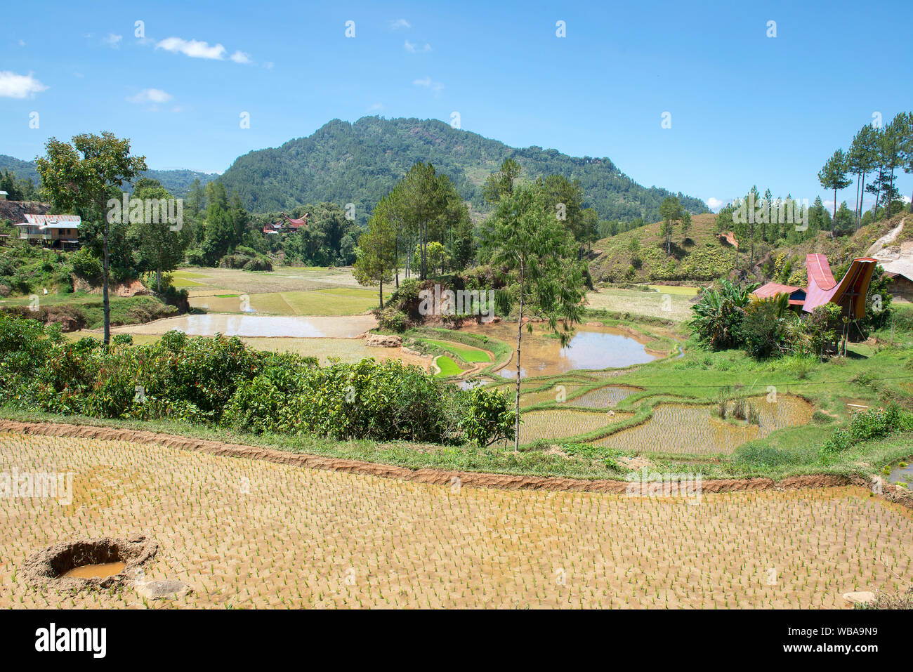 Traditional Alang rice barn, Rantepao, Tana Toraja, South Sulawesi ...