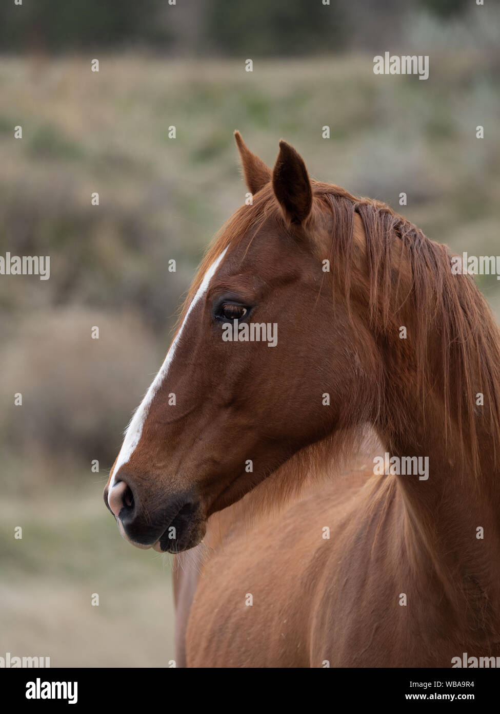 Close up of a chestnut horse with a white blaze on its face ...