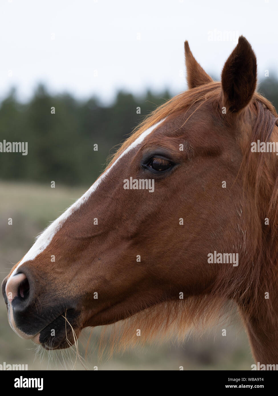 Head of a chestnut horse with a white blaze chewing on a piece of straw ...