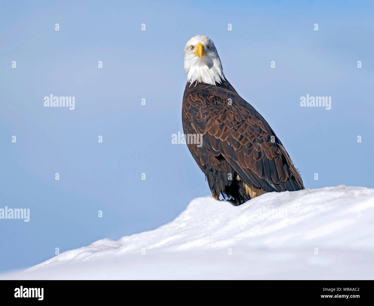 Mature Bald Eagle sitting on snow hill against light blue sky ...