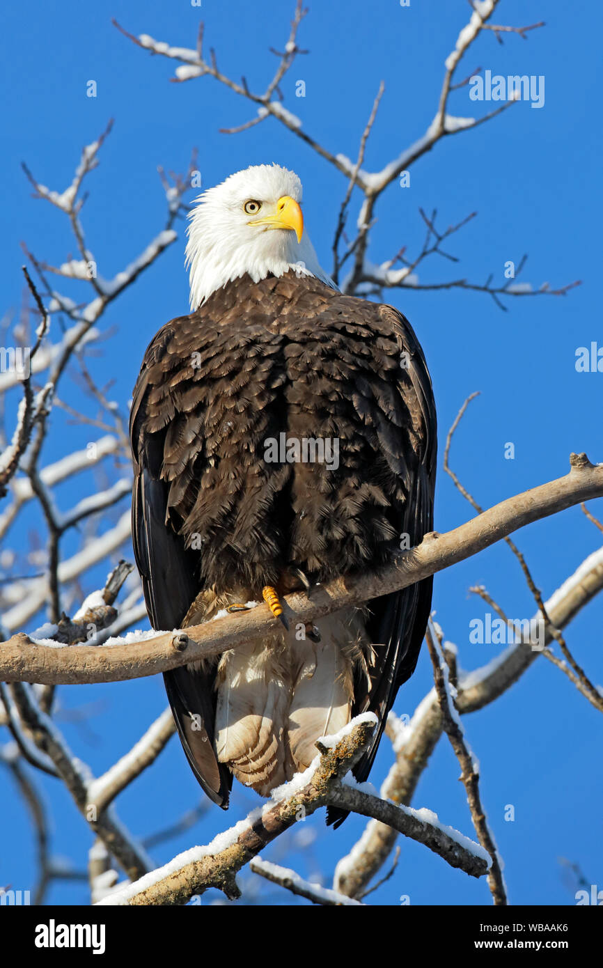 Beautiful mature Bald Eagle in winter, sitting in old poplar tree ...