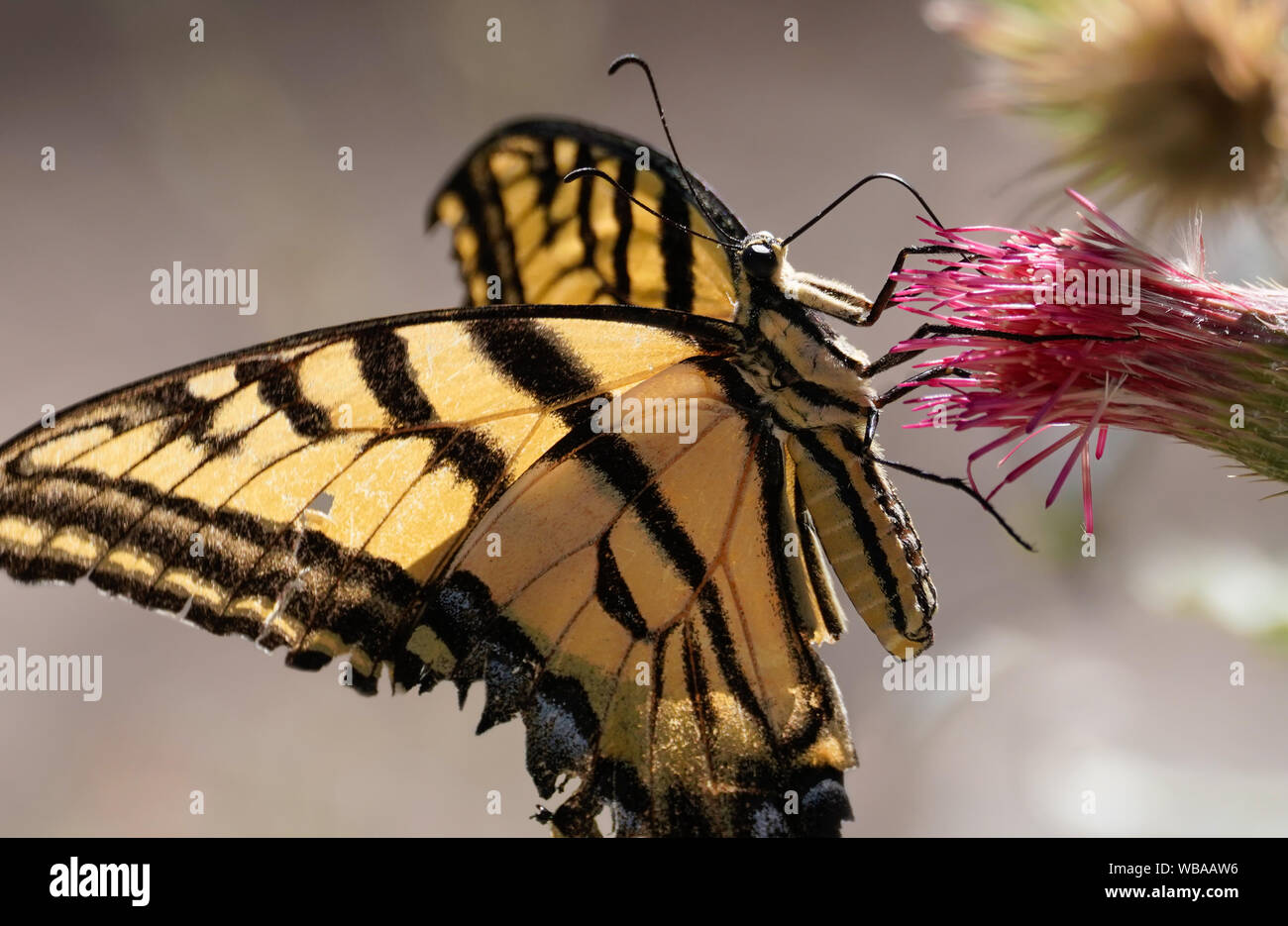 Eating Insects High Resolution Stock Photography and Images - Alamy