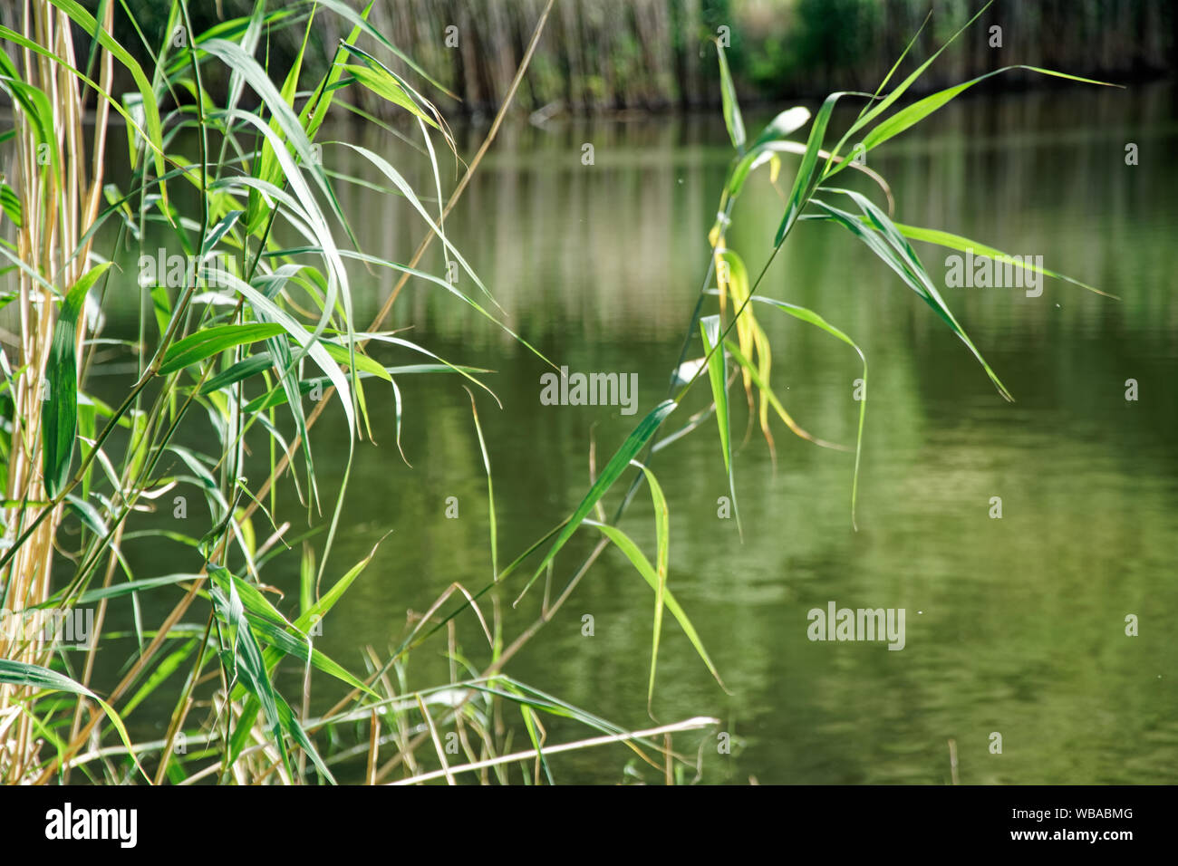 Reeds and clouds reflect in pond, romantic mood fresh breath Stock ...