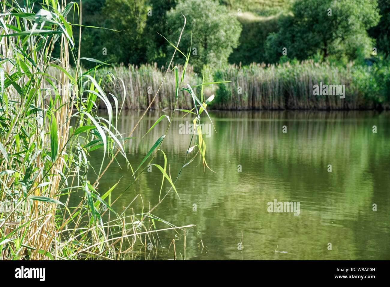 Reeds and clouds reflect in pond, romantic mood fresh breath Stock ...
