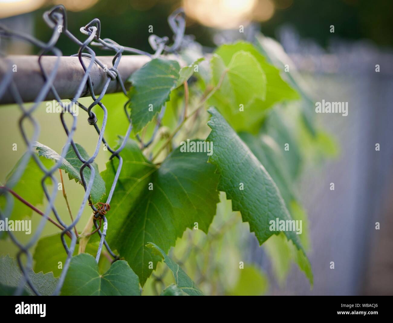 Vine on fence hi-res stock photography and images - Alamy