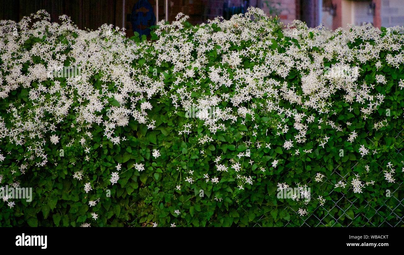 Fence of flowers Stock Photo - Alamy