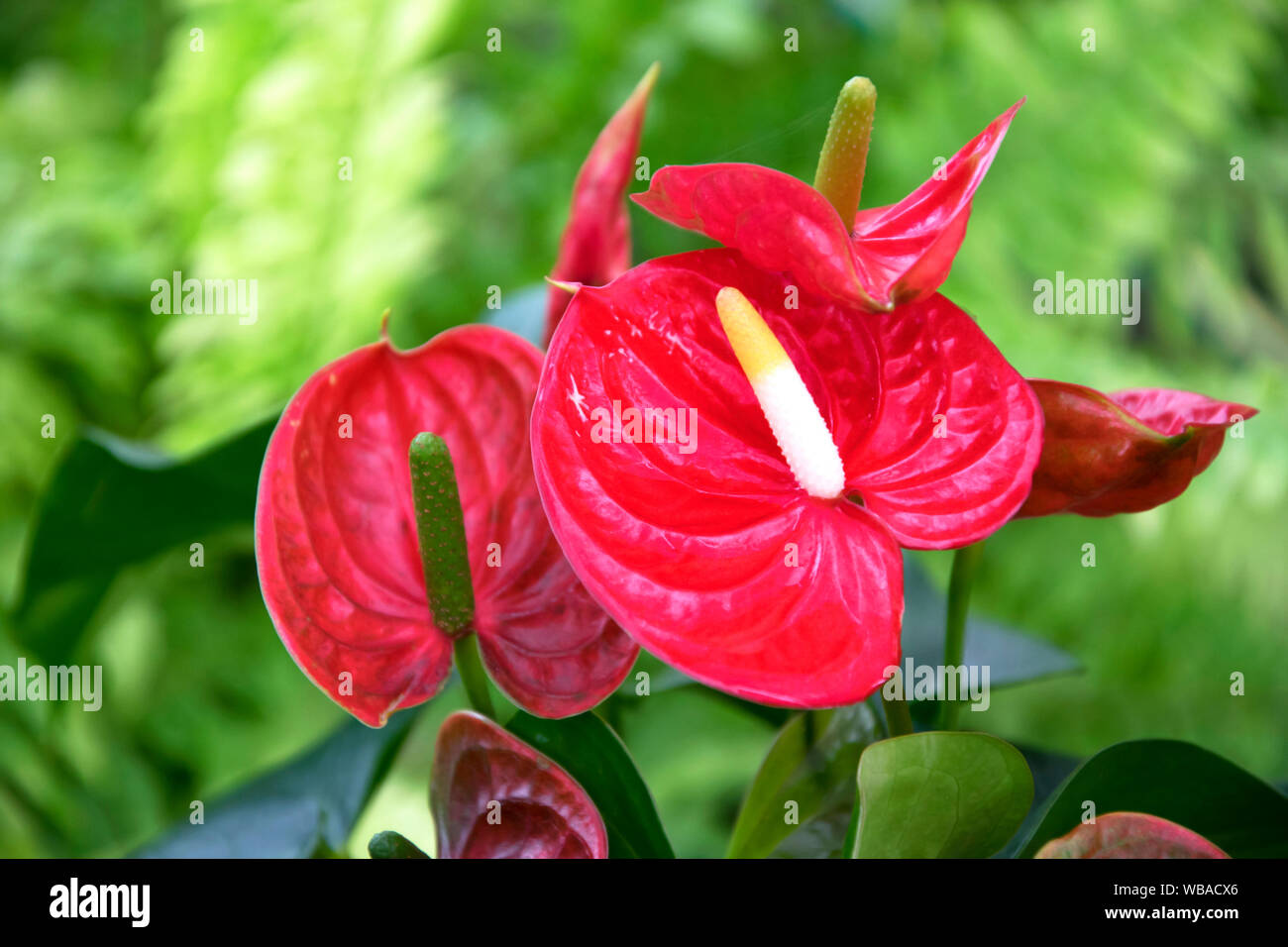 red spadix Flower in the garden Stock Photo - Alamy