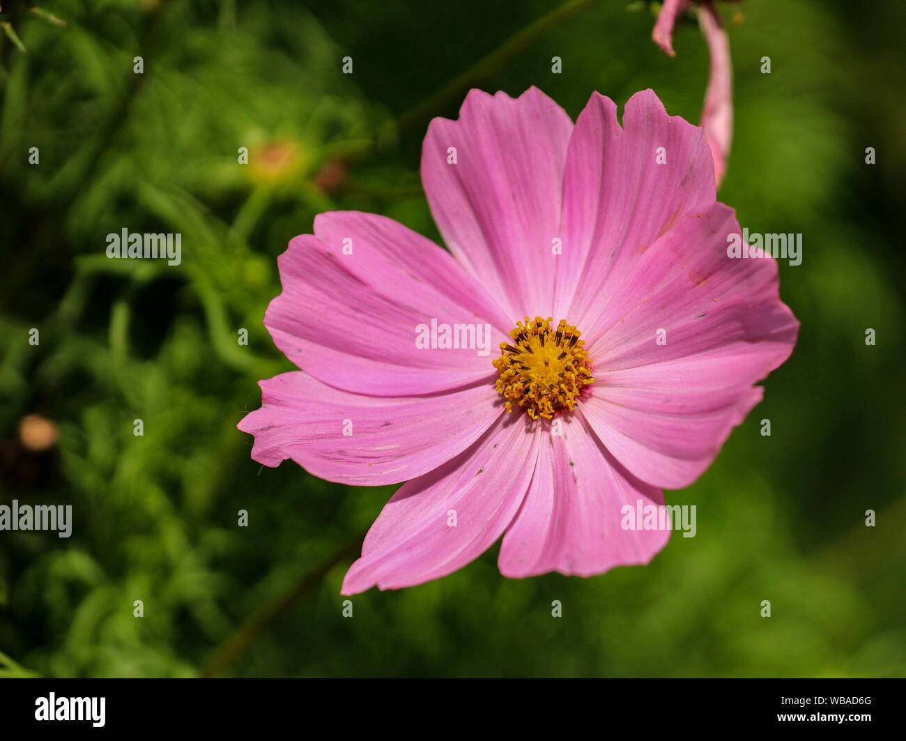 Beautiful big pink cosmos flower Stock Photo - Alamy