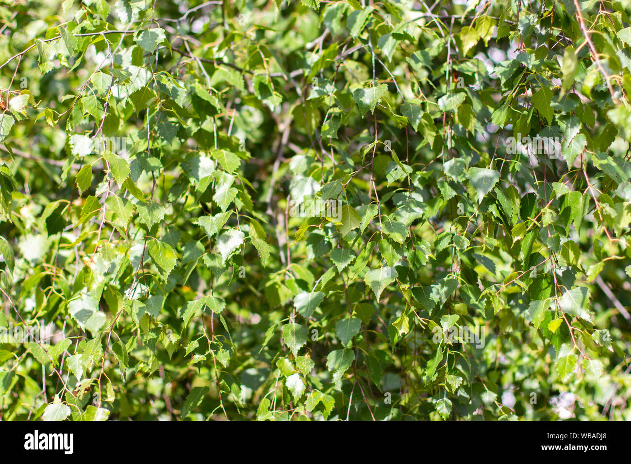 Birch foliage, green natural birch leaves, background wallpaper texture ...