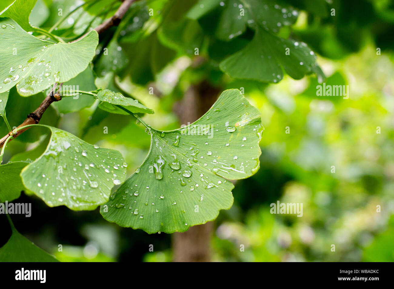 Ginko leaf drop hi-res stock photography and images - Alamy