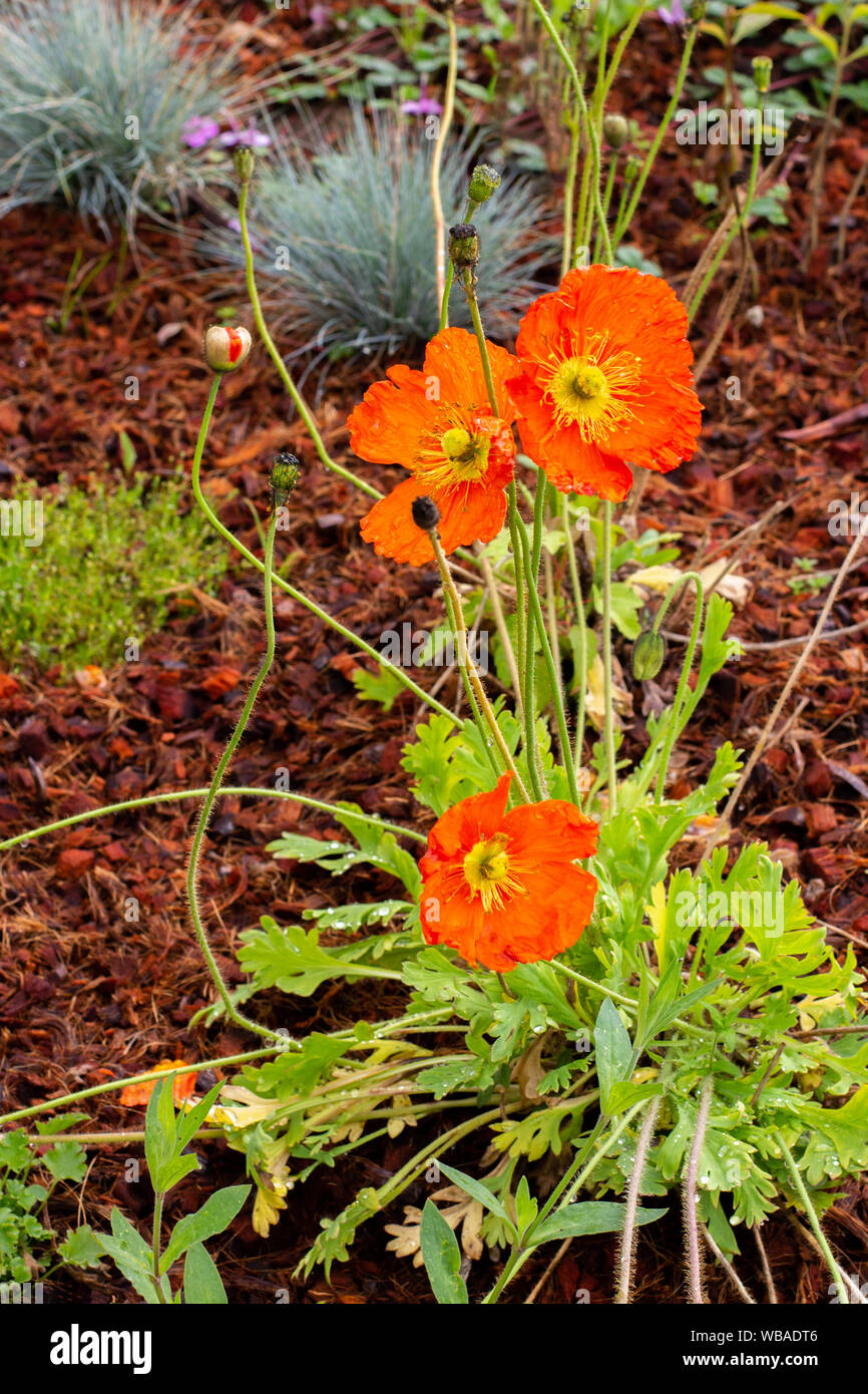 Three red scarlet poppy flowers, poppy bush in nature, blooming summer ...