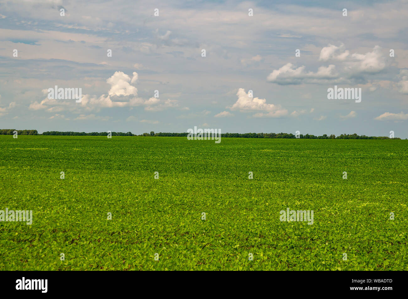 Natural horizon - green field against a blue sky - background Stock ...