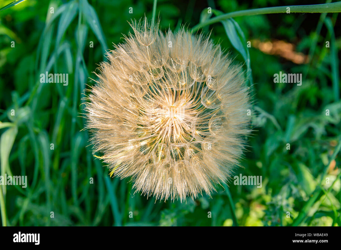 big dandelion with seeds on a background of green grass Stock Photo - Alamy