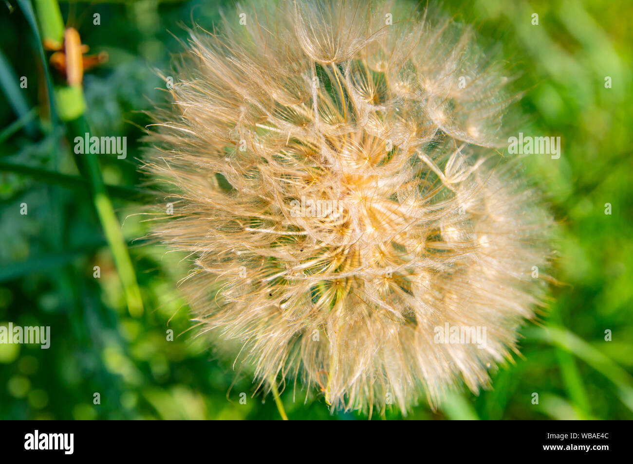 big dandelion with seeds on a background of green grass Stock Photo - Alamy