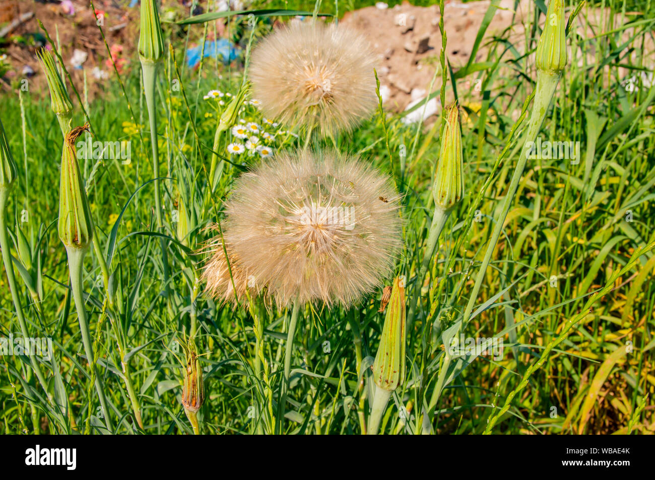big dandelion with seeds on a background of green grass Stock Photo - Alamy