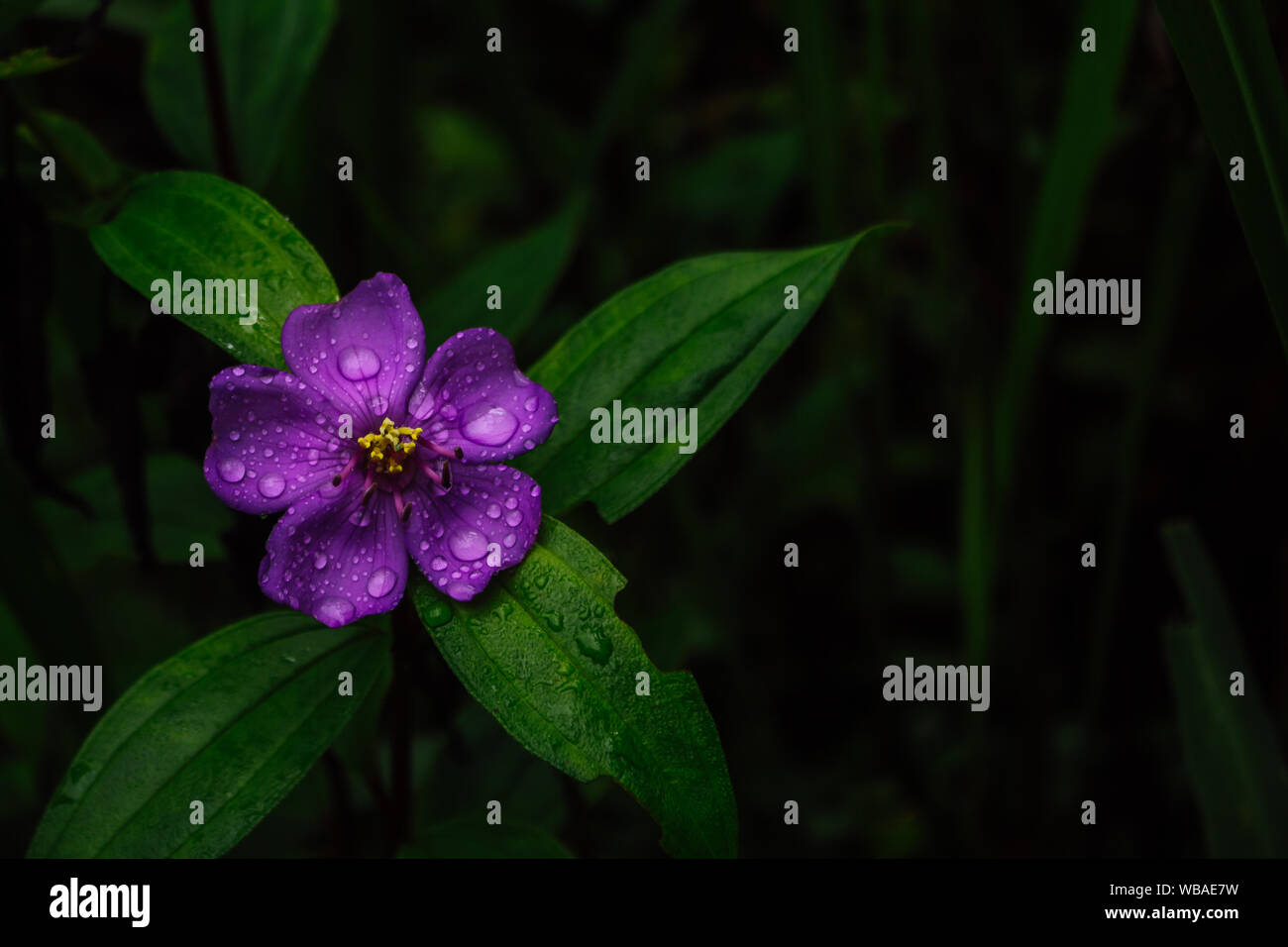 Rain drops on a purple flower. Beautiful purple wildflower holding some ...