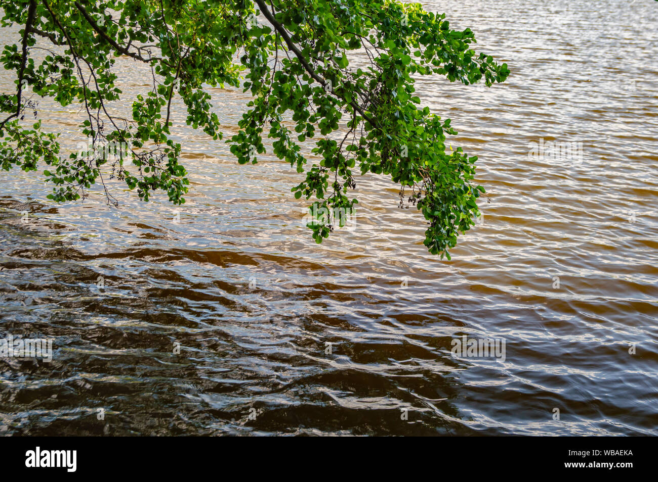 Natural landscape - a tree branch hanging above the water. Background ...
