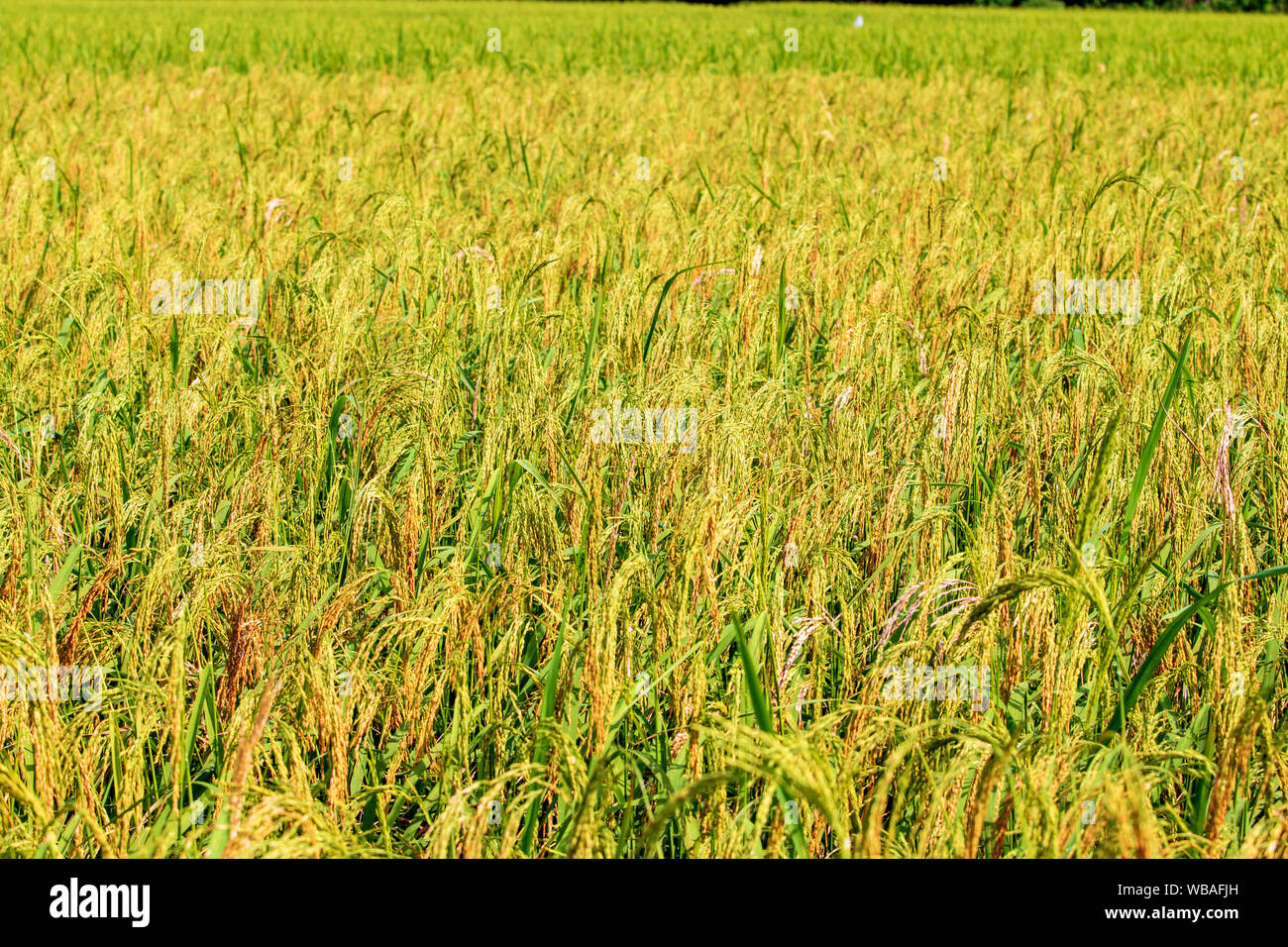 rice field in Thailand at morning time Stock Photo - Alamy