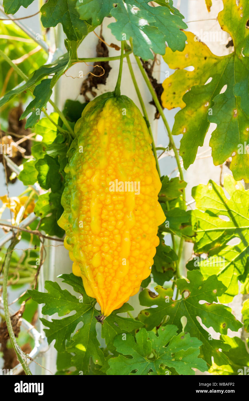 Carilla fruit hi-res stock photography and images - Alamy