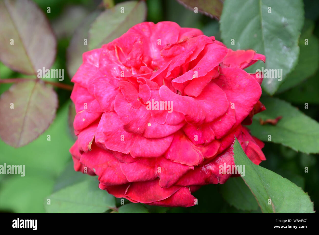 Rose flower leafs hi-res stock photography and images - Alamy