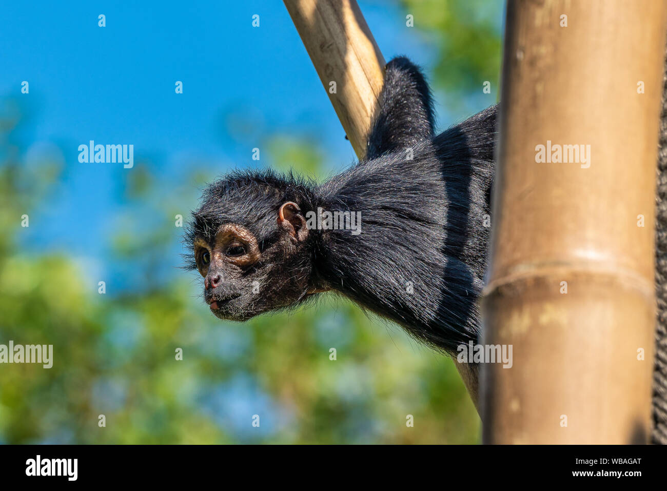 The black-headed spider monkey, Ateles fusciceps is a species of spider ...