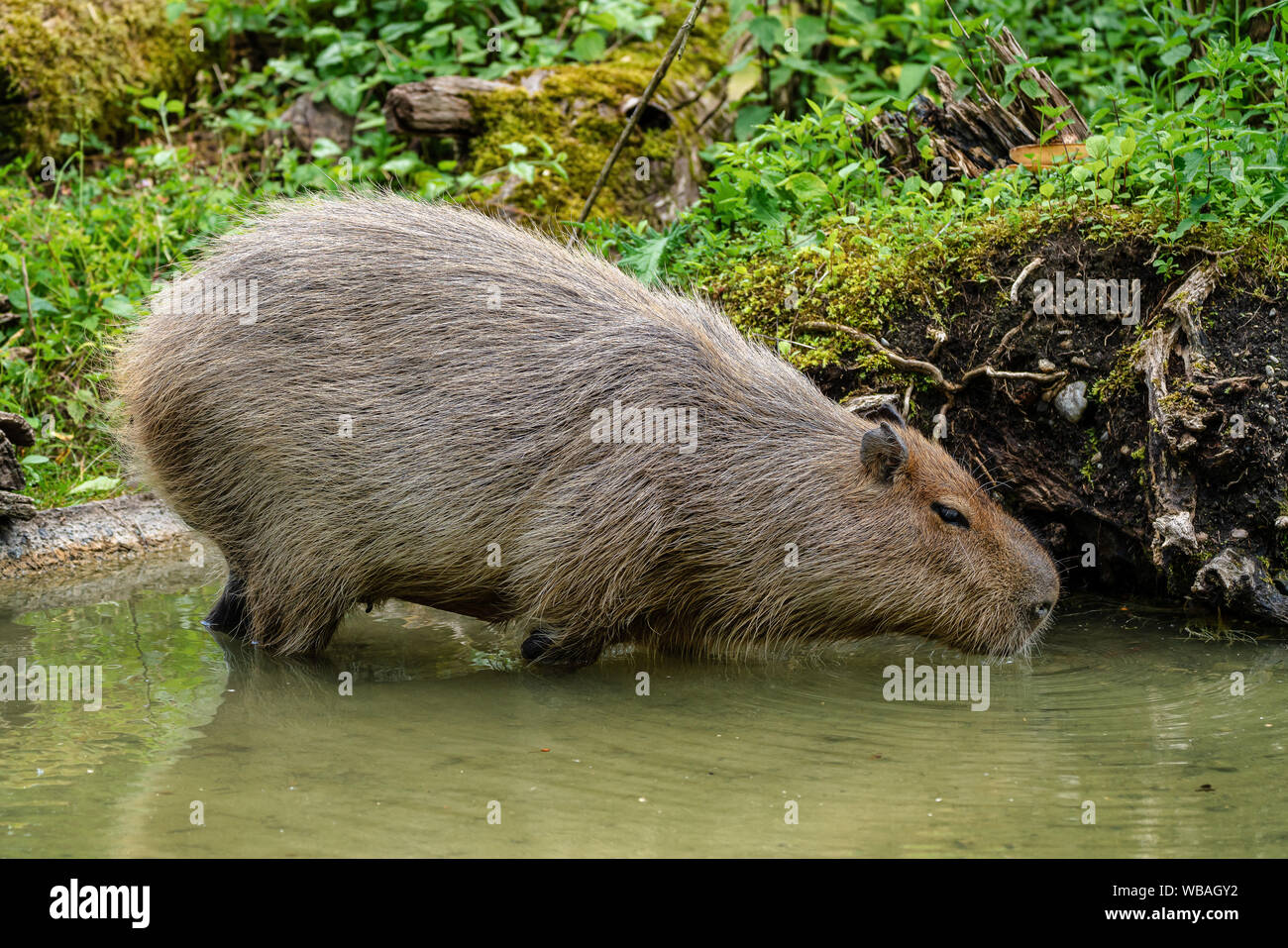 Capybara grazing hi-res stock photography and images - Alamy