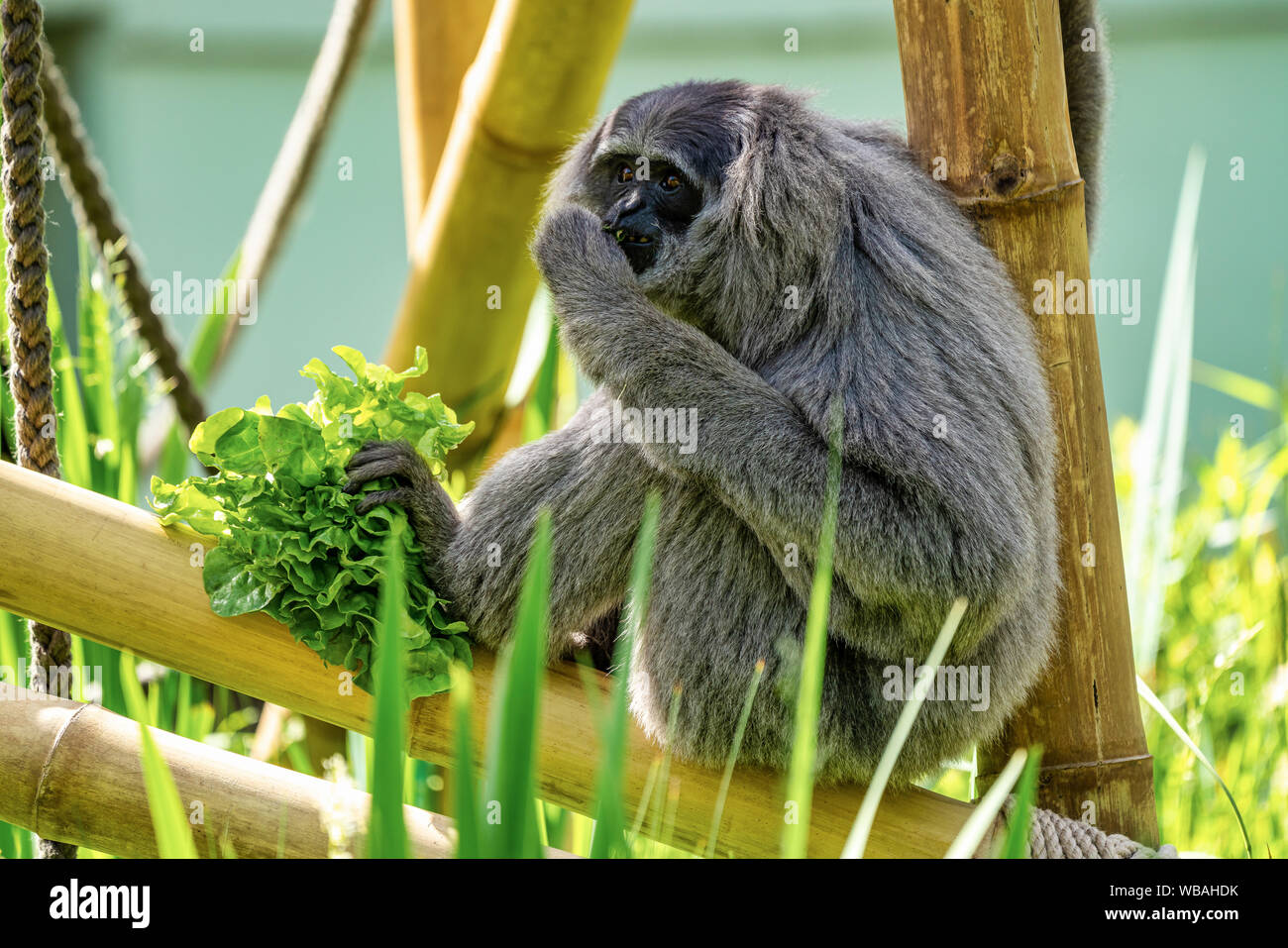 Hylobates moloch hi-res stock photography and images - Alamy