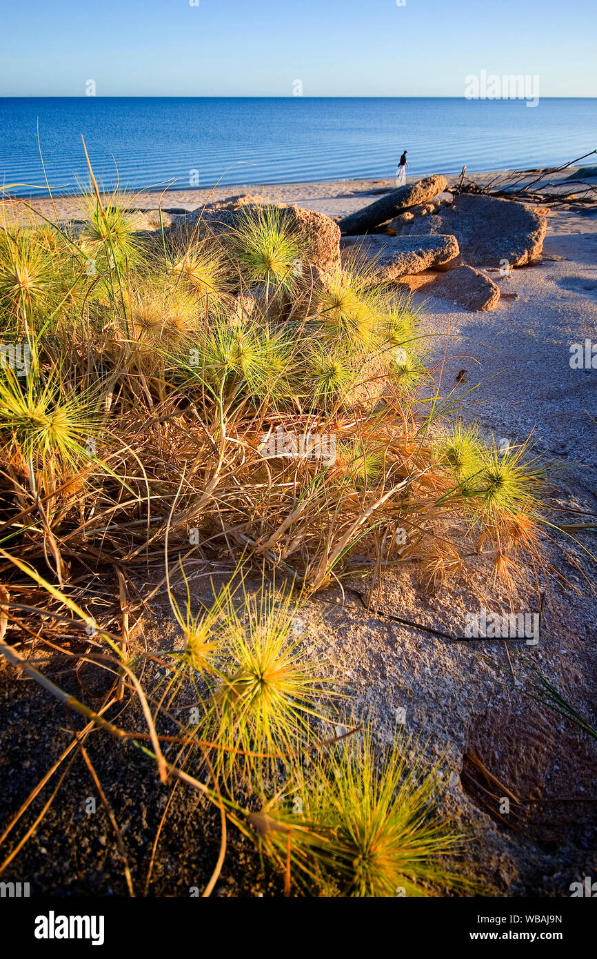 Australian native grasses hi-res stock photography and images - Alamy