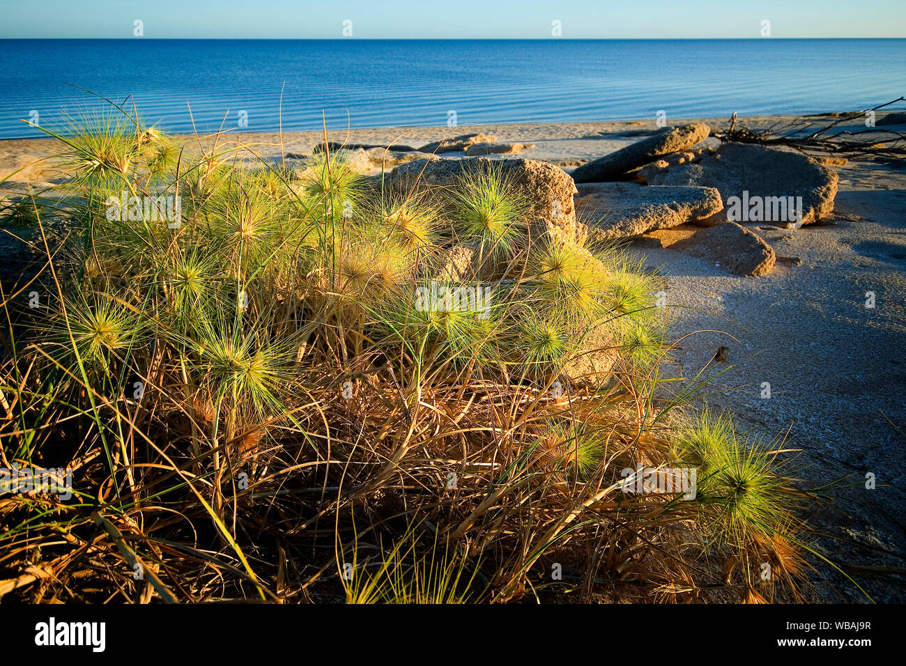 Hairy spinifex hi-res stock photography and images - Alamy