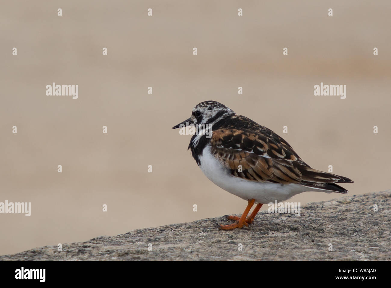 bird in St. Ives in Cornwall Stock Photo - Alamy