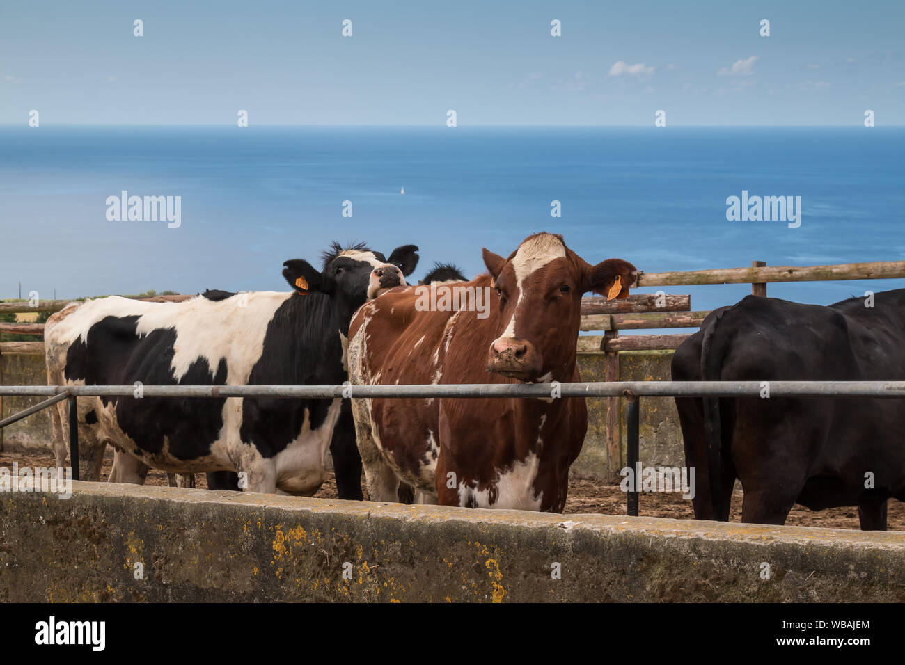 Cows in an animal enclosure on a hill. Blue water of Atlantic ocean in ...
