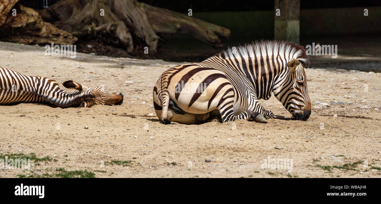 Hartmann's Mountain Zebra, Equus zebra hartmannae. An endangered zebra ...