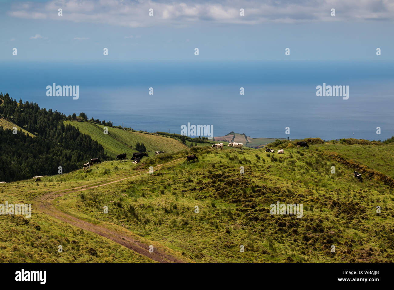 Small hills covered with a fresh green fields and meadows, falling to ...