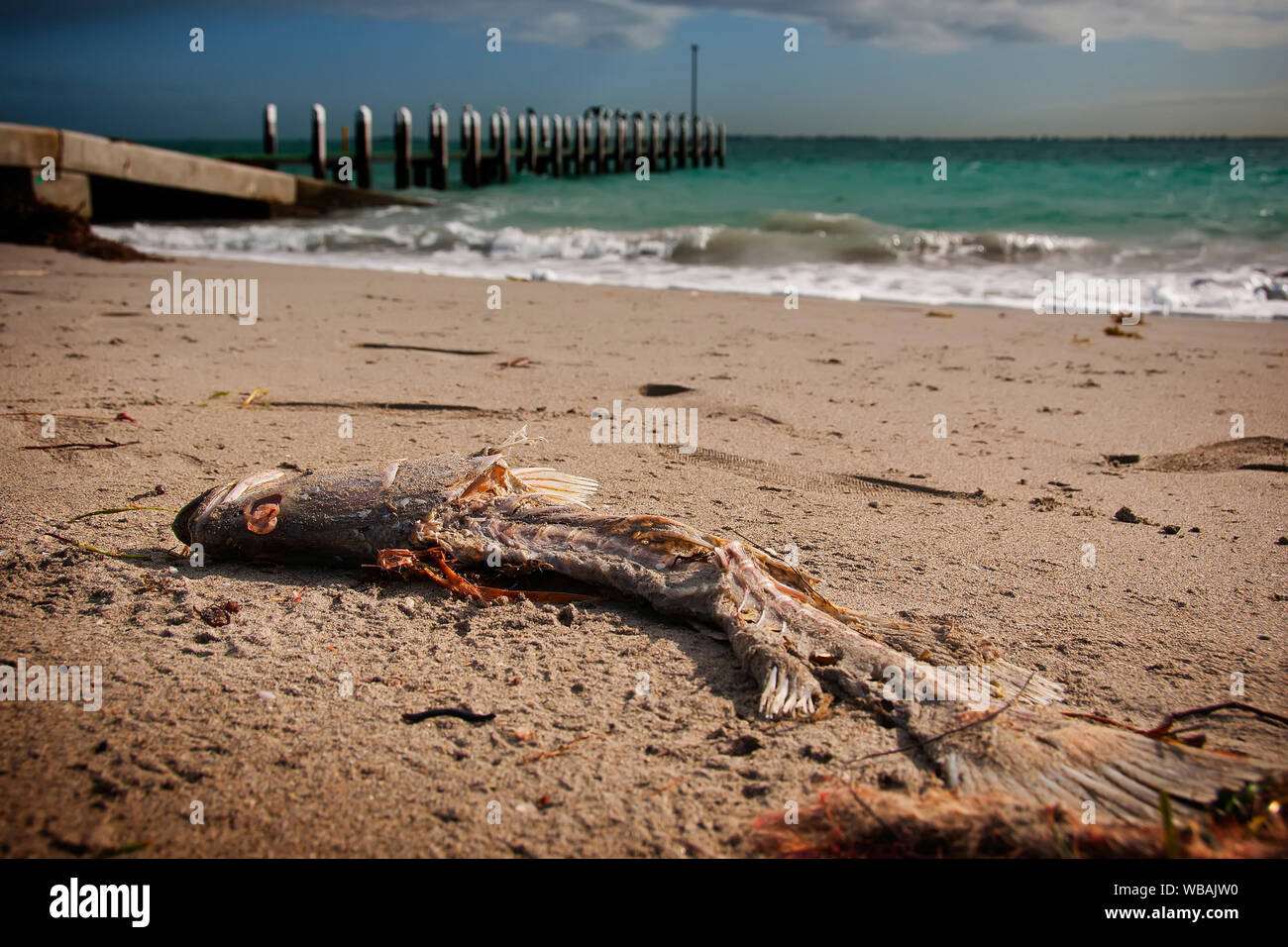 Fish frame discarded on a beach. Port Kennedy, Perth, Western Australia ...